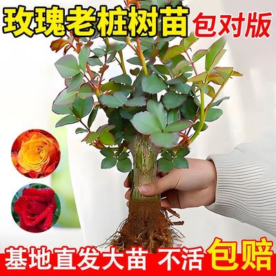 云南老桩爱莎玫瑰苗大花月季花苗开花阳台花卉耐寒易活包发芽大苗
