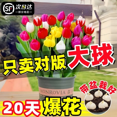 郁金香鲜花云南基地直发家用水养插花10支鲜切花昆明花卉直批包邮