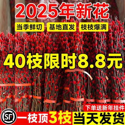 银柳真花鲜枝年宵花卉七多彩大红色银柳干花柳枝水养装饰招财1米2