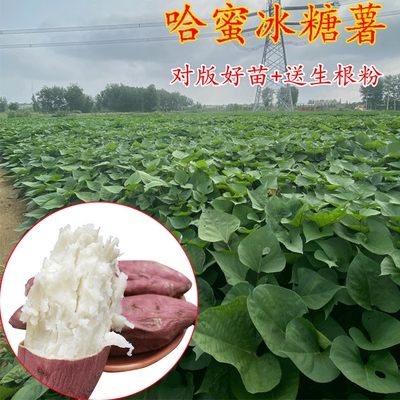 哈密红薯苗白心冰糖蜜板栗番薯秧种植高产藤进口包邮白雪公主地瓜