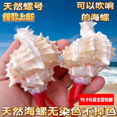 倾听大海声天然螺吹小螺号红骨螺贝壳口哨儿童玩具礼物工艺品挂饰