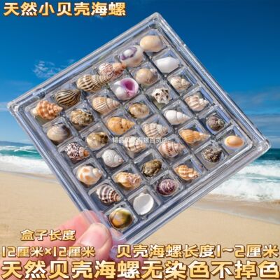 天然迷你小海螺贝壳海星高透亚克力收纳盒材料微贝沙标本海边礼物