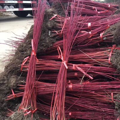 红瑞木树苗红杆麻球红柳枝条绿化苗木红柳枝户外庭院植物绿化苗