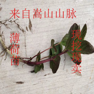 薄荷苗盆栽可食用新鲜薄荷叶办公室阳台植物驱蚊薄荷苗净化空气绿
