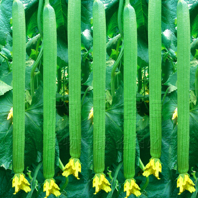 早熟高产耐热爬藤特长肉丝瓜种籽