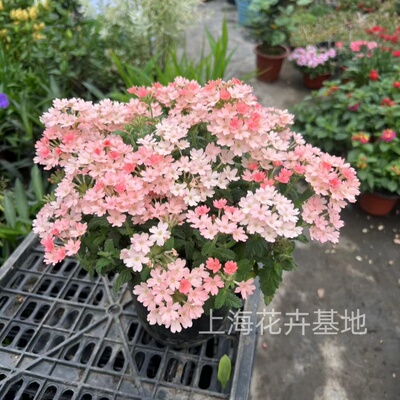 美女樱盆栽庭院开花机器长年开花