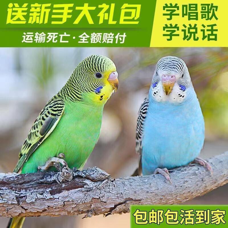 能教说话虎皮鹦鹉活鸟小鸡宠物活体小鸟纯手养亲人一对小型家养