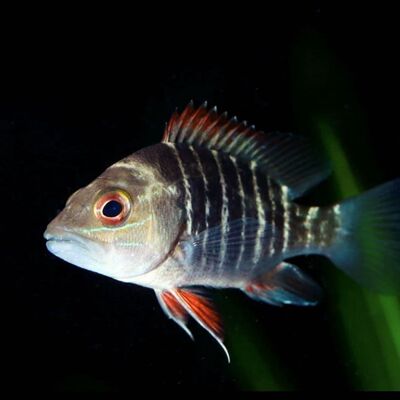 观赏鱼紫红笛鲷热带淡化红友鱼纯淡水鱼战神凶猛网红肉食小型海鱼
