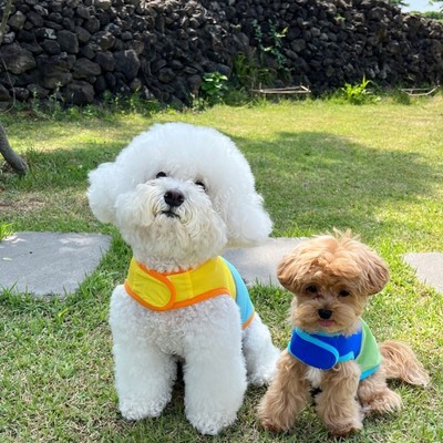 现货～韩国Parisdog宠物史努比撞