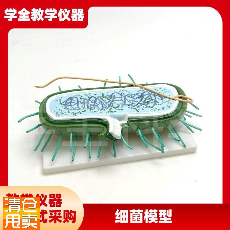 细菌模型高倍放大细胞病毒细菌标本染色体鞭毛生T物教学展示模型