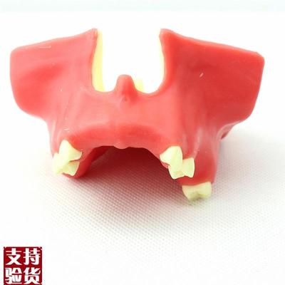 ENOVO颐诺牙医口腔即刻种植培训上颌I骨上颌窦底提升术操作模型口