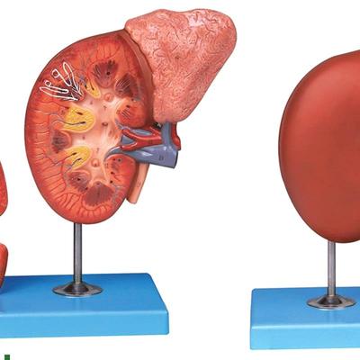 肾脏与肾上f腺放大模型/解剖模型A14006
