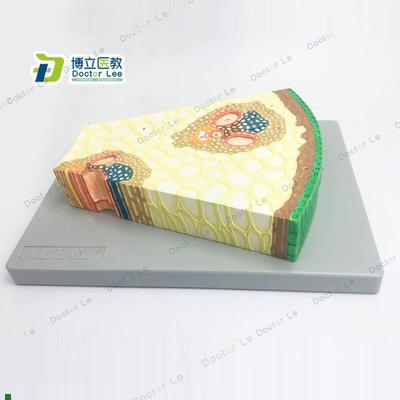 细胞组织生物教学模型植物w模型单子叶植物茎构造纵横切面模型