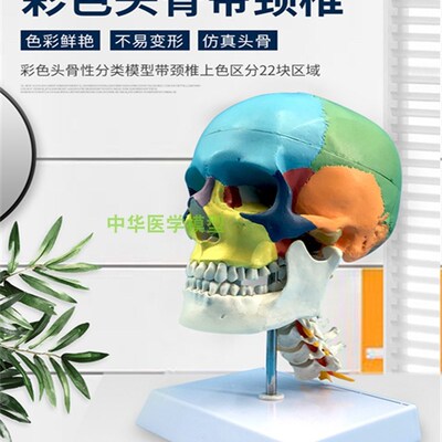 彩色 人体c头颅骨模型 头骨色性分离模型 1:1仿真头骨带颈椎模型