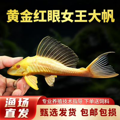 黄金红眼女王清道夫大帆女皇活体大小型垃圾异型鱼热带观赏鱼