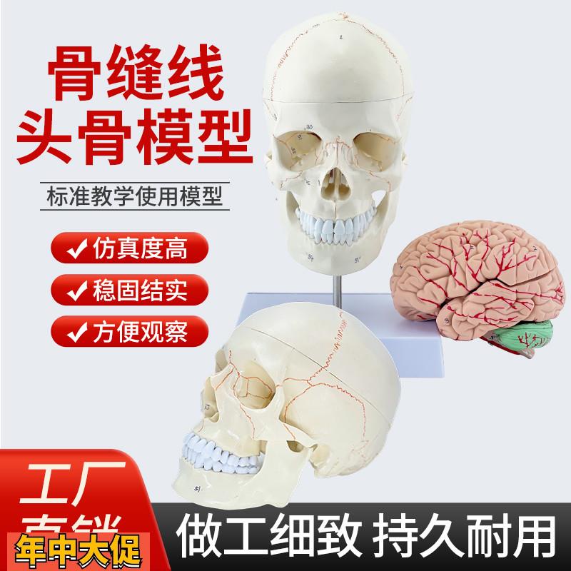 教学仿真1:1自然大头颅骨标本数字标识解剖仿真骷髅标准头骨模型