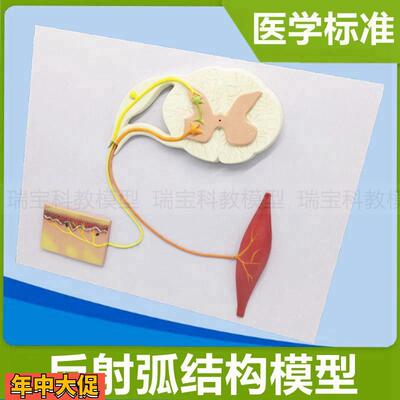 反射弧模型感受器肌肉神经高中生物生理课实验神经元细胞髓鞘树突