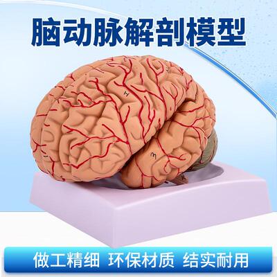 人体大脑解剖模型脑半球脑干脑室间脑小脑模型拼装脑动脉神经外科