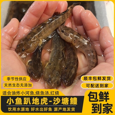 大号沙里趴淡水小河鱼新鲜小杂鱼