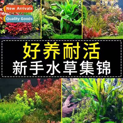 Fish tank aquatic plants real grass aquascape package green