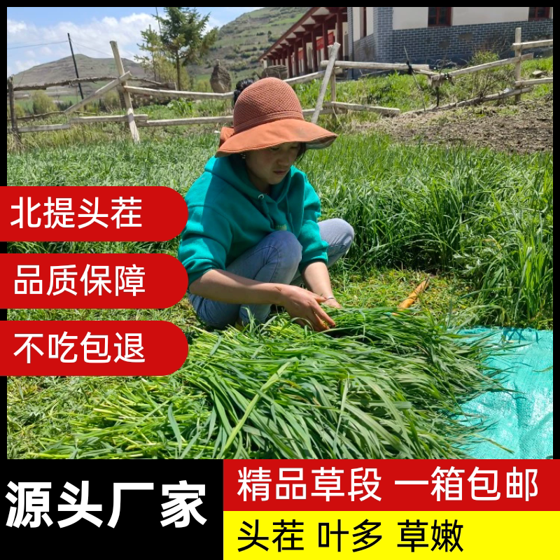 烘干提摩西草 精品级草段幼兔龙猫荷兰猪饲料 兔兔干草一箱净750g