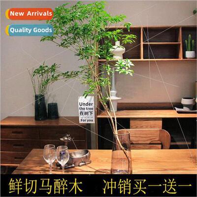 Horse Drunken Wood Hydroponic Plant Fresh Cut Branch Indoor