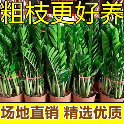 大盆金钱树盆栽植物室内客厅好养办公室绿植大型钱串子招财发财树