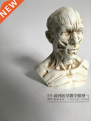 Art Sketch Human Muscle Skeleton Head Model Skull Anatomy Bu