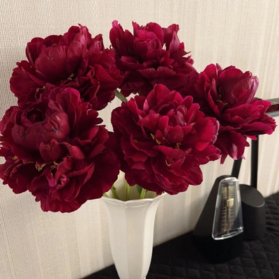 山东精品大芍药老忠诚