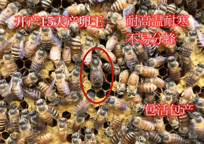 中蜂王种王蜜蜂产卵交尾王活体蜂王阿坝杂交新开产王土蜂王双色