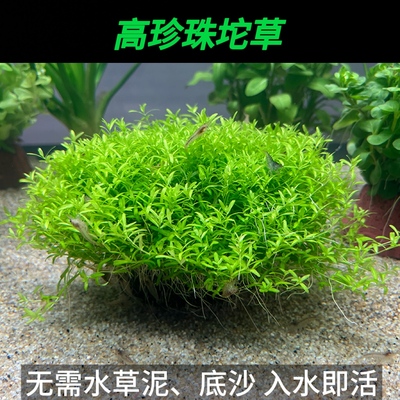 懒人专用水草盆栽鱼缸造景水草