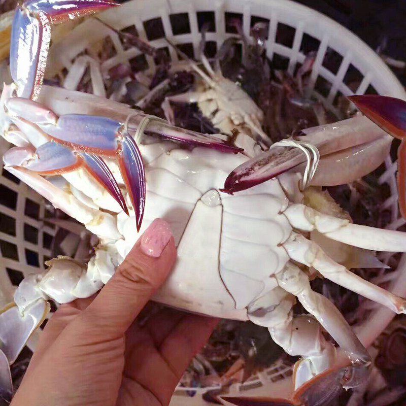 野生公梭子蟹保鲜不保活大白蟹新鲜螃蟹舟山海鲜水产海肉蟹月岙蟹
