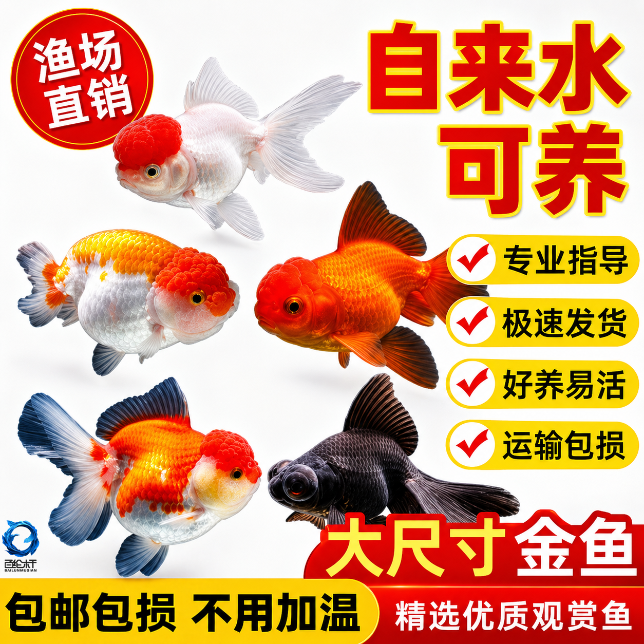 金鱼活鱼观赏鱼活体小型鱼淡水新手宠物鱼好养耐活冷水鱼苗兰寿