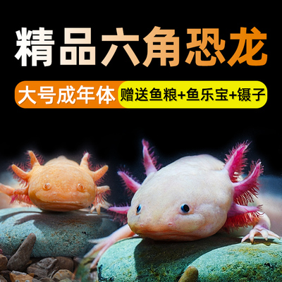 六角恐龙鱼蝾螈宠物活鱼冷水鱼美西螈淡水好养耐活金鱼锦鲤观赏鱼