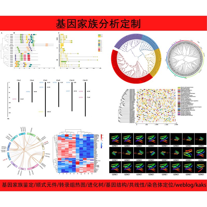 基因家族分析全套成员鉴定染色体定位顺式元件进化树结构域共线性