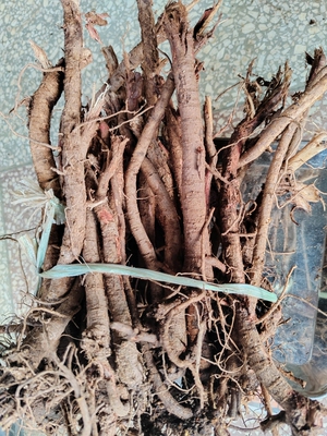 优选千斤拔中药材500g云南原产深山干货特级老鼠尾金牛尾根一条根