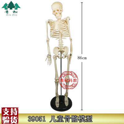 人体骨骼模型85cm(全身带支架)DJ33204教学用生物实验仪器