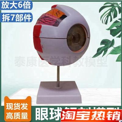 人体眼睛解剖模型放大6倍拆卸晶状体玻璃体眼Q底结构白内障青光眼