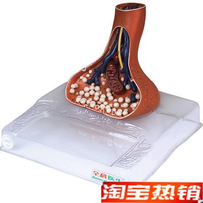 神经末梢突触k放大模型A18002/解剖模型