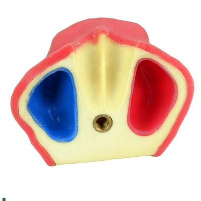 ENOVO口腔牙科种植练习实训操作模型上颌骨带Q上颌窦提升练习模型