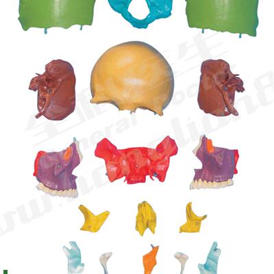 分离头颅骨散骨模型rA11117/1/骨骼解剖模型