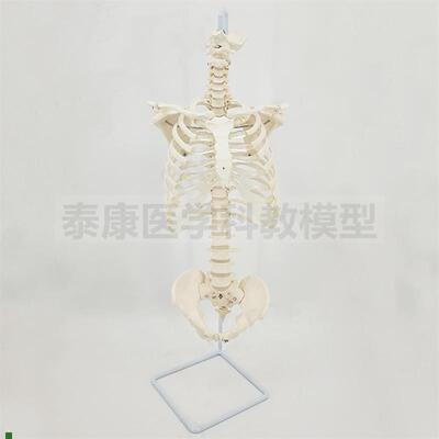 人体半身骨骼模型胸腔肋骨脊椎神经椎间J盘脊椎带骨盆躯干骨架医