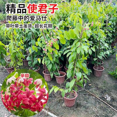 使君子花苗爬藤植物室内外重瓣藤类攀爬花卉阳台围墙花水君子花苗