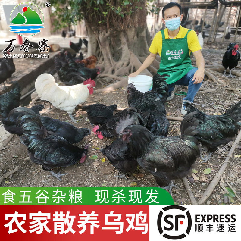 万春寨 农家散养走地鸡净重2斤 整只乌骨土鸡五黑鸡 乌鸡月子鸡