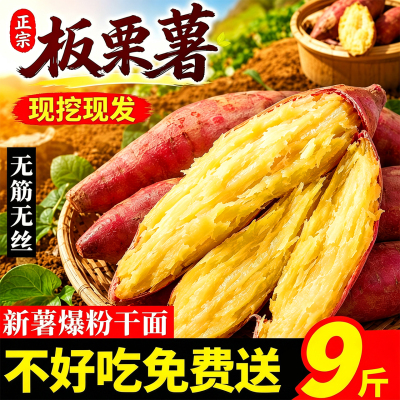 临潼板栗红薯9斤粉糯现挖现发