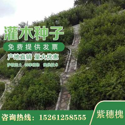 护坡灌木种子紫穗槐刺槐胡枝子田菁银合欢多花木兰猪屎豆木豆种籽