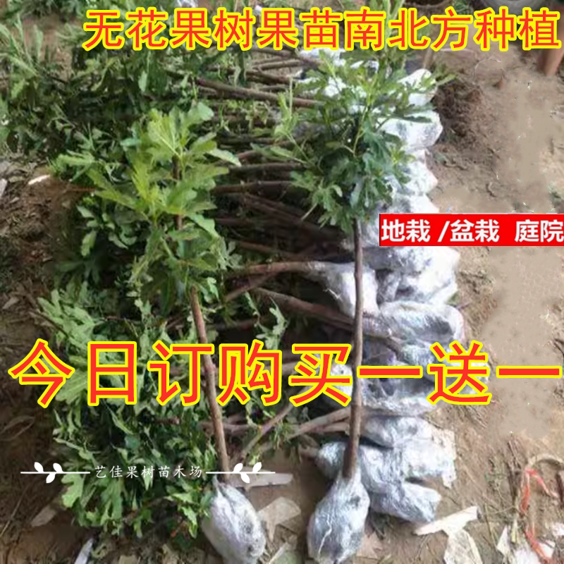 特大果新品种斯特拉波姬红青皮无花果树果苗南北方种植地栽盆栽