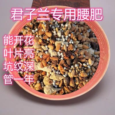 君子兰腰肥底肥组合蓖麻子加厚