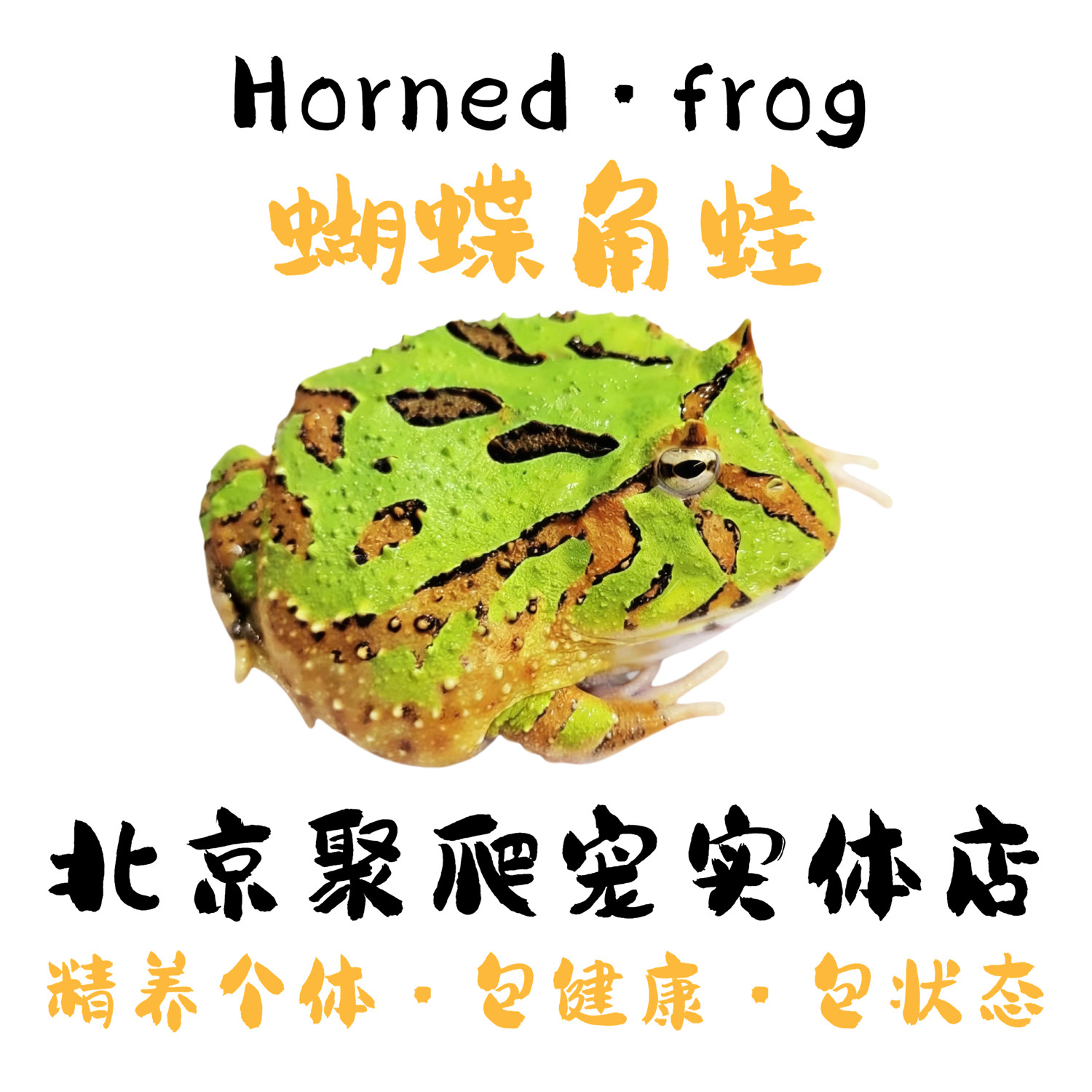 蝴蝶角蛙活体宠物角蛙霸王角蛙钟角蛙杂交后代霸气好养宠物角蛙