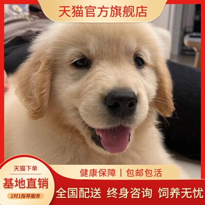 狗可爱导盲犬犬大型犬护主活体